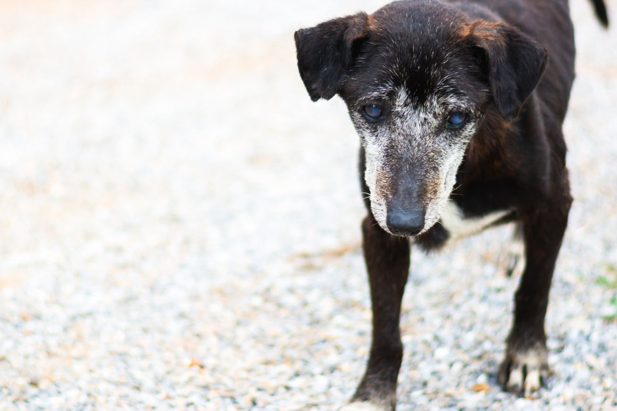 Understanding Senior Dogs and Their Changing Eating Habits